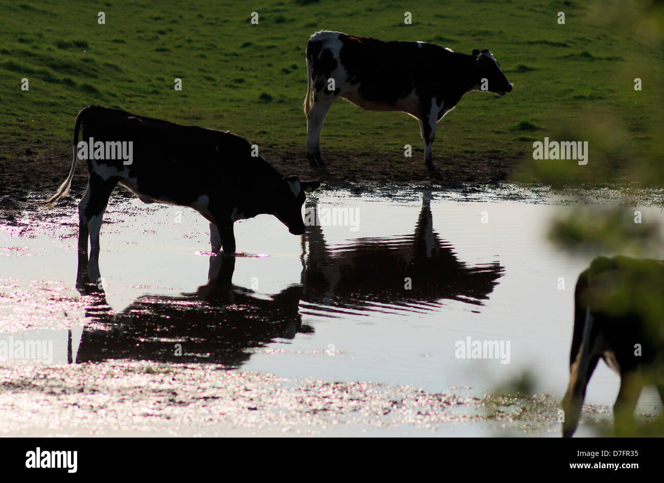Cattle drinking water hi-res stock photography and images - Alamy