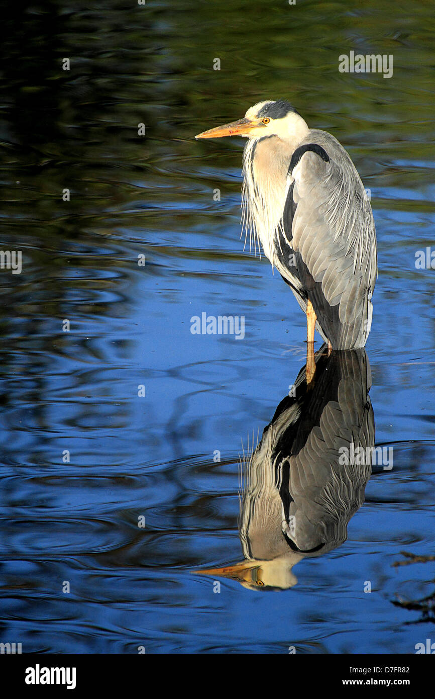 Grey Heron standing in the pond, Kelvingrove Park,Glasgow, Scotland, UK ...