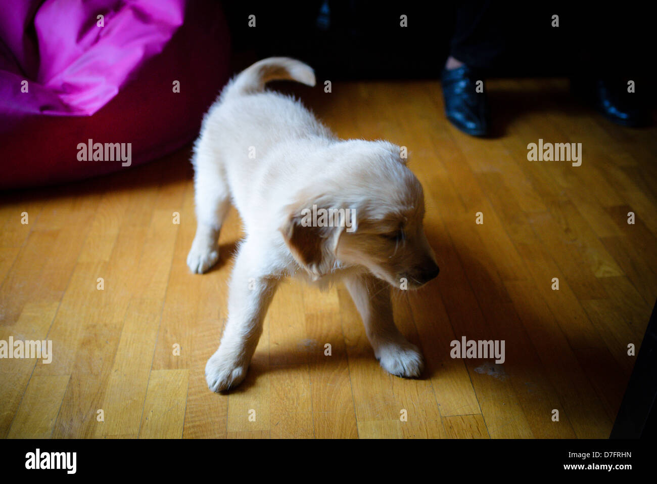 golden retriever puppy playing at home Stock Photo - Alamy
