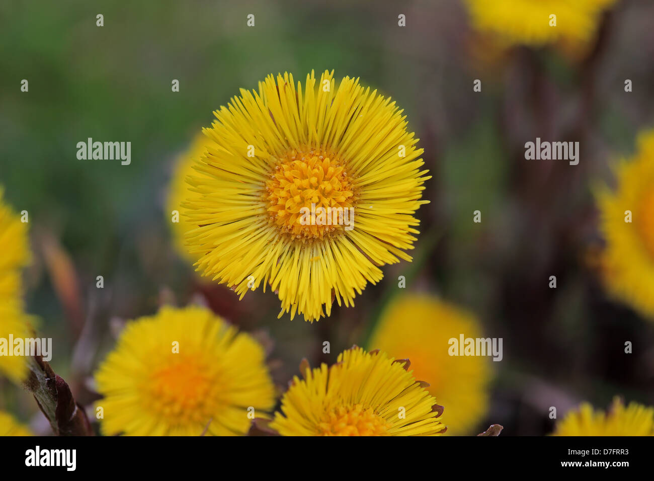 Coltsfoot (Tussilago farfara Stock Photo - Alamy
