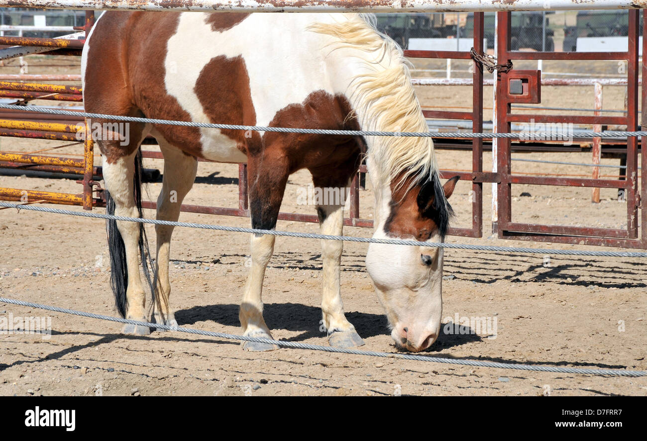 Ranch animal hi-res stock photography and images - Alamy