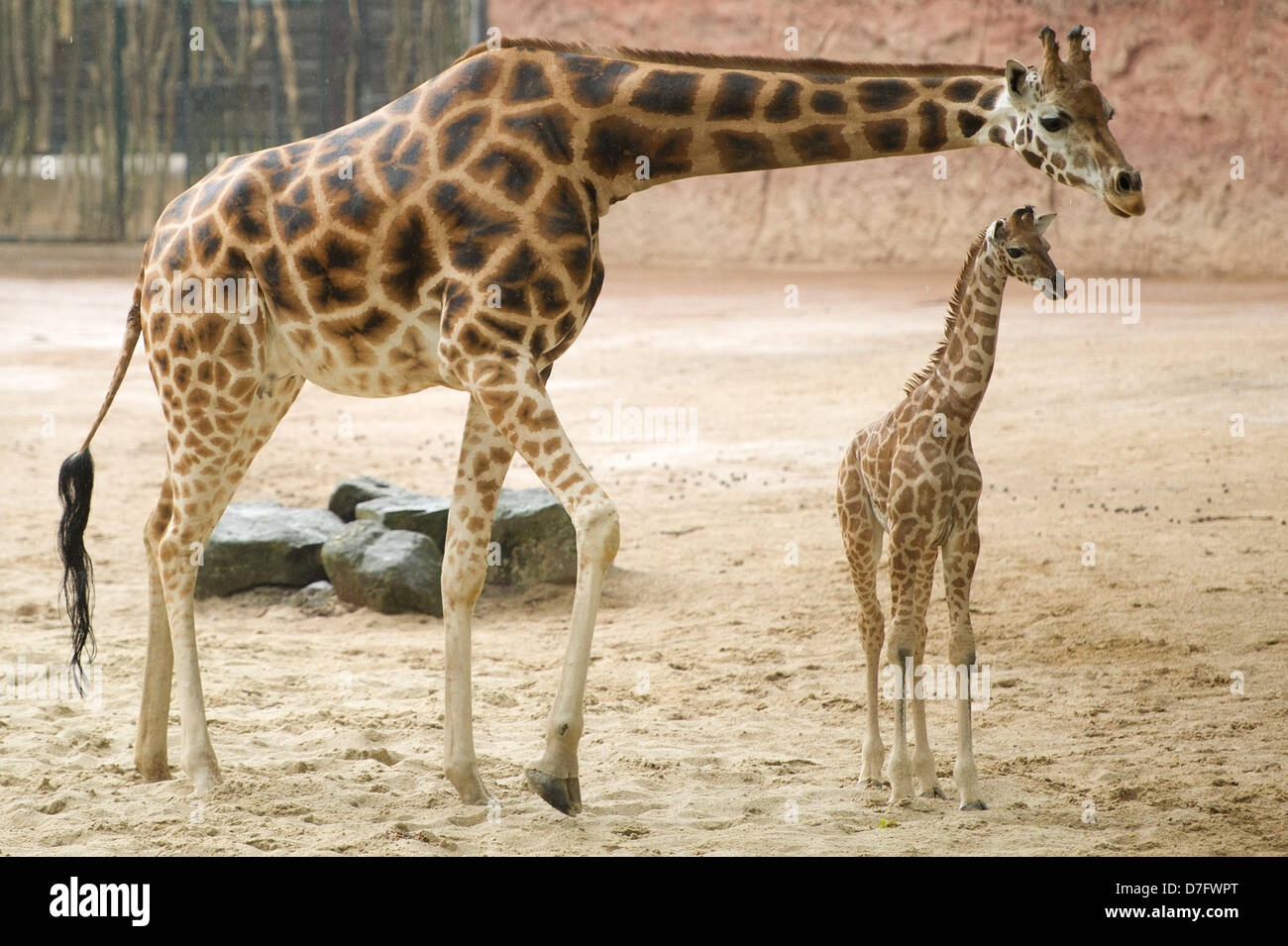 Hanover, Germany. 7th May, 2013. The Rothschild's giraffe offspring ...