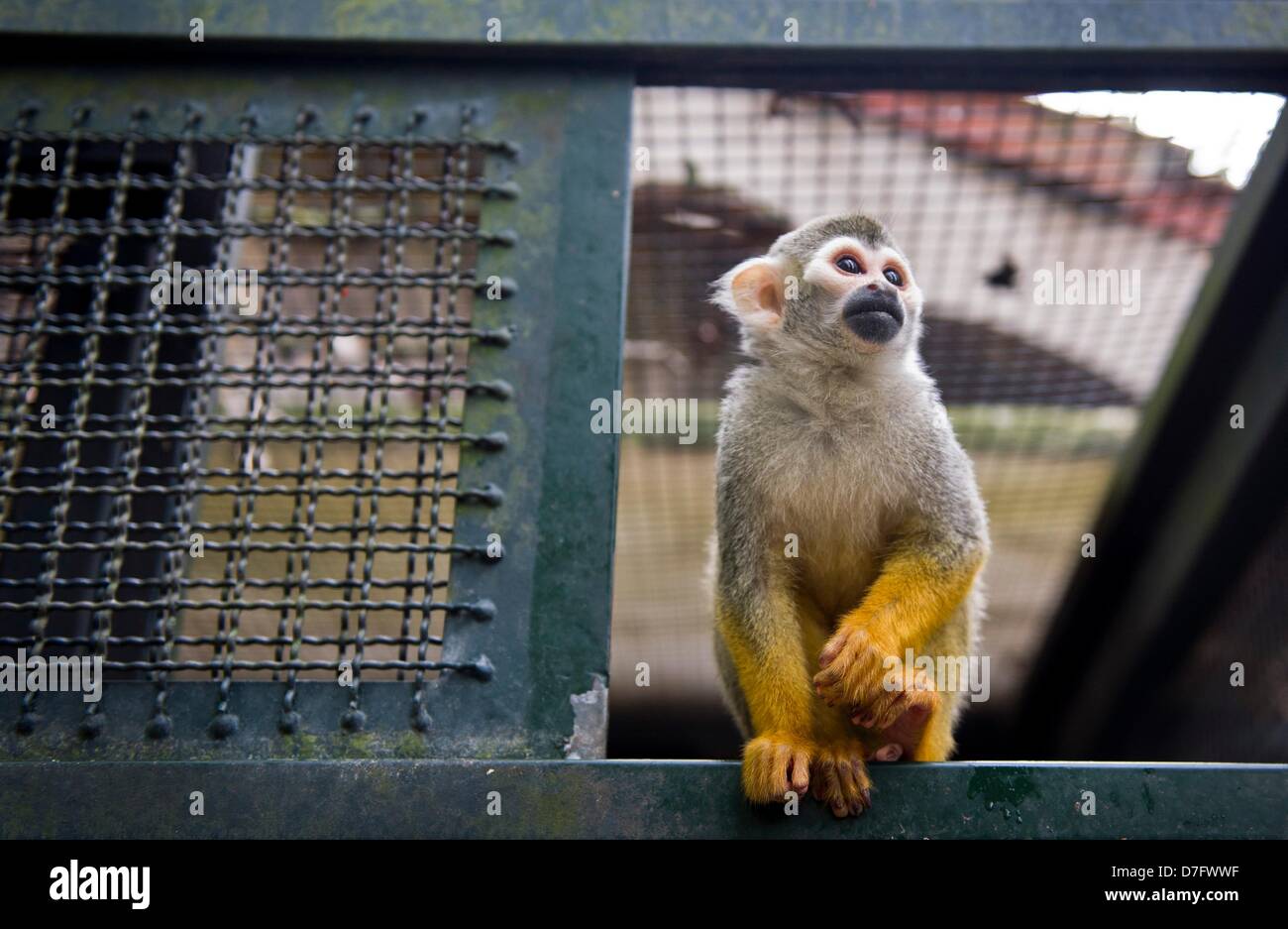 Dortmund, Germany. 7th May, 2013. One of seven new squirrel monkeys is ...