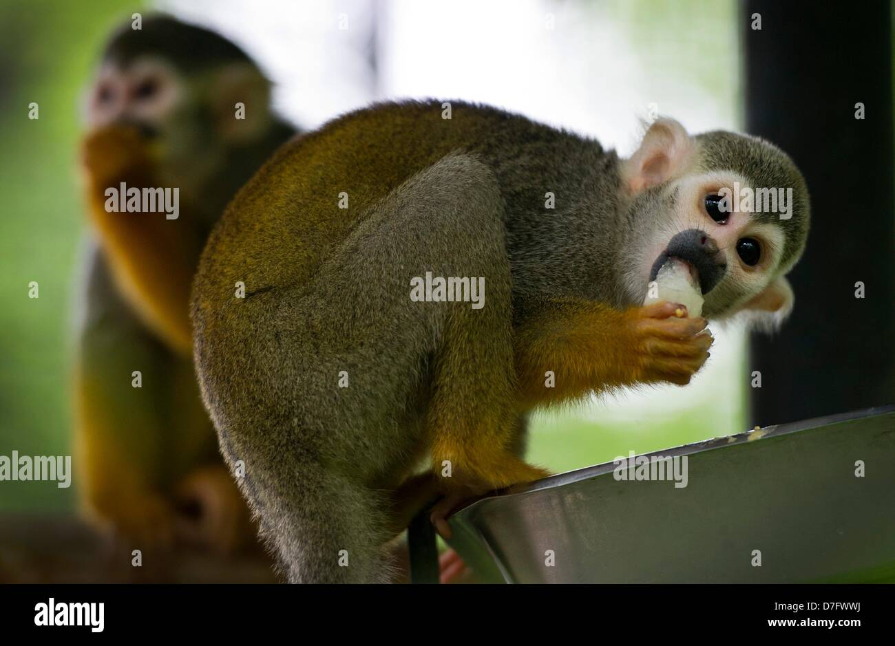 Dortmund, Germany. 7th May, 2013. Two of seven new squirrel monkeys eat ...