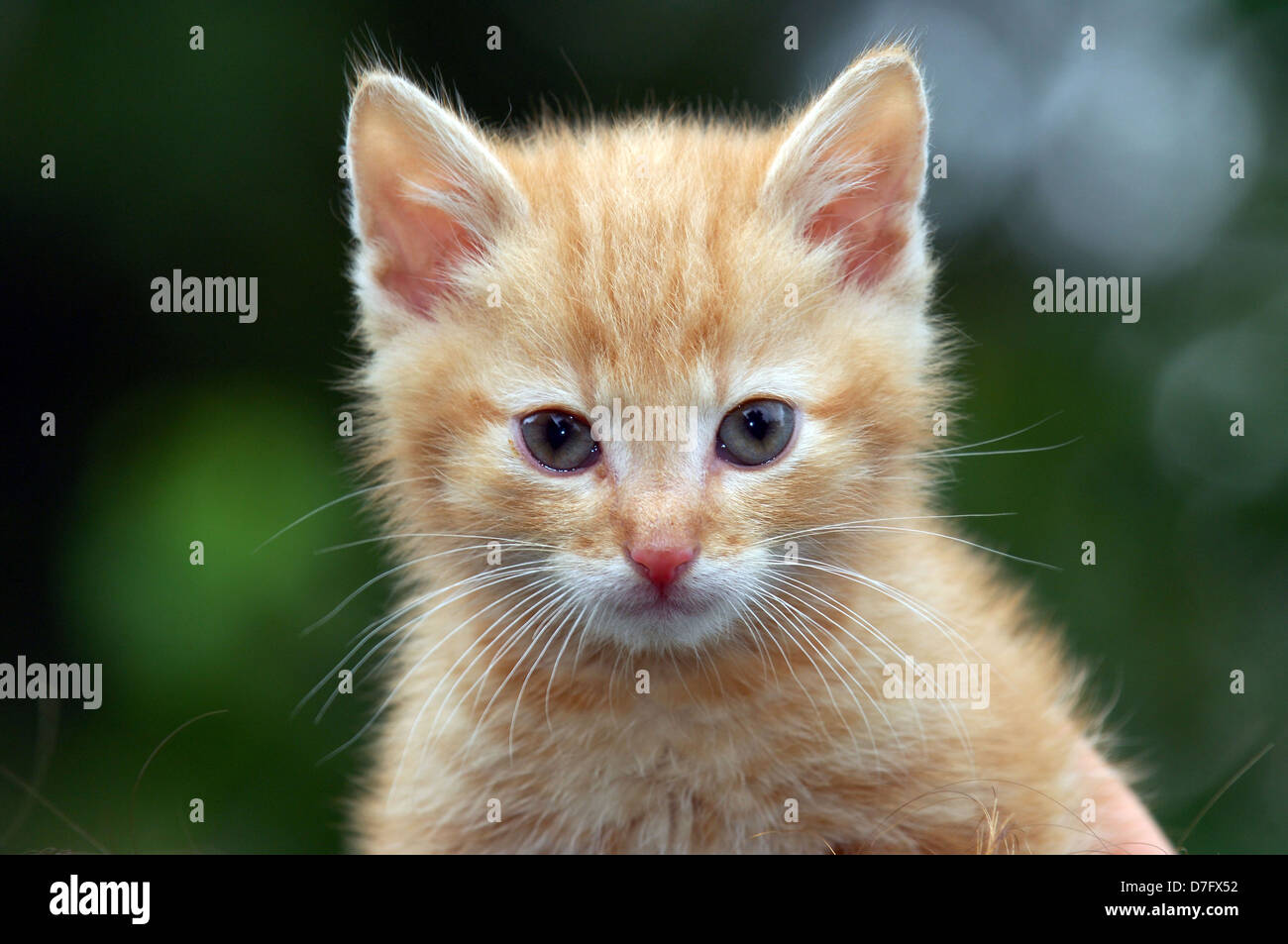 domestic, pet, red cat, kitten Stock Photo - Alamy