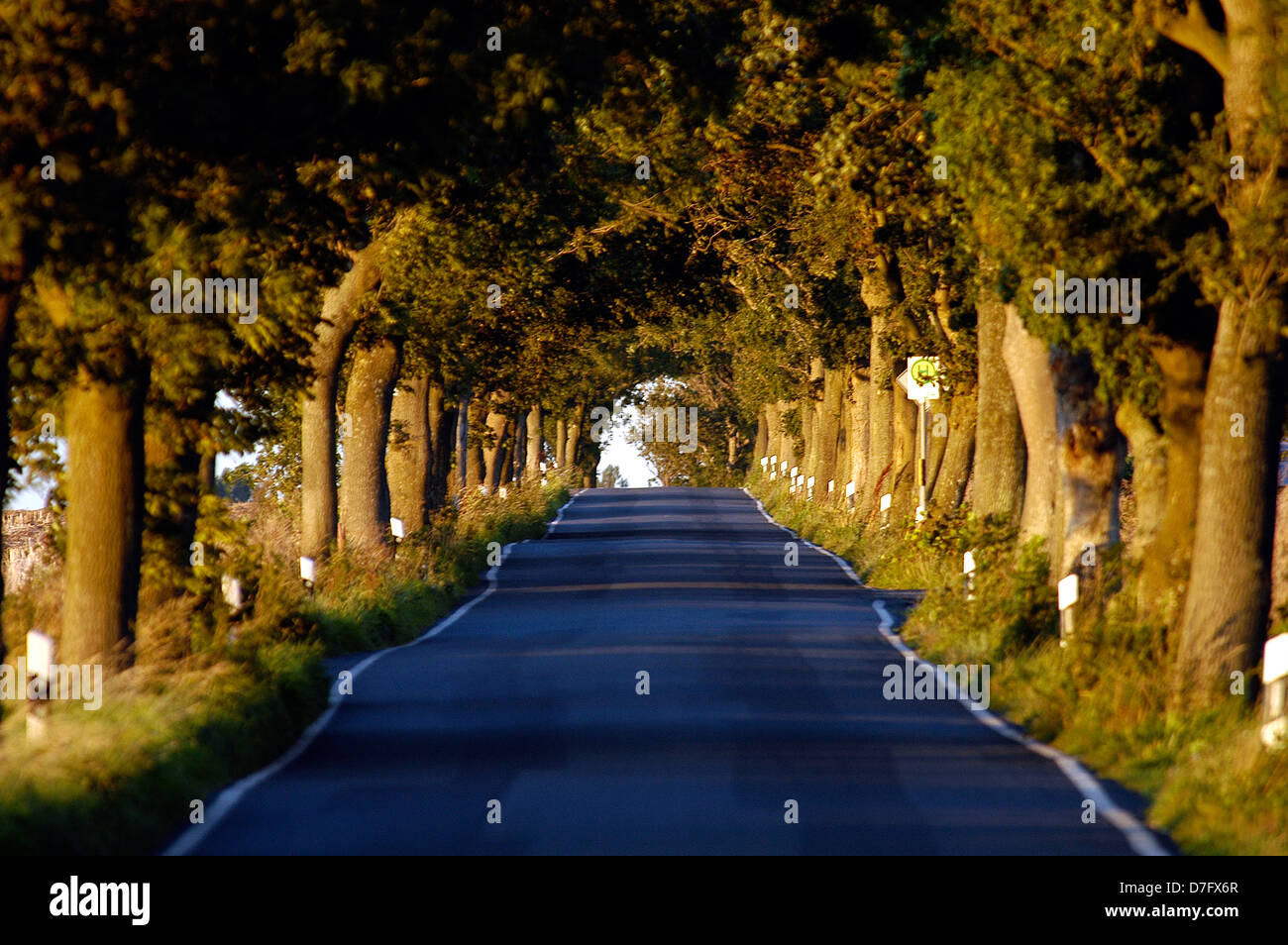 Street trees hi-res stock photography and images - Alamy