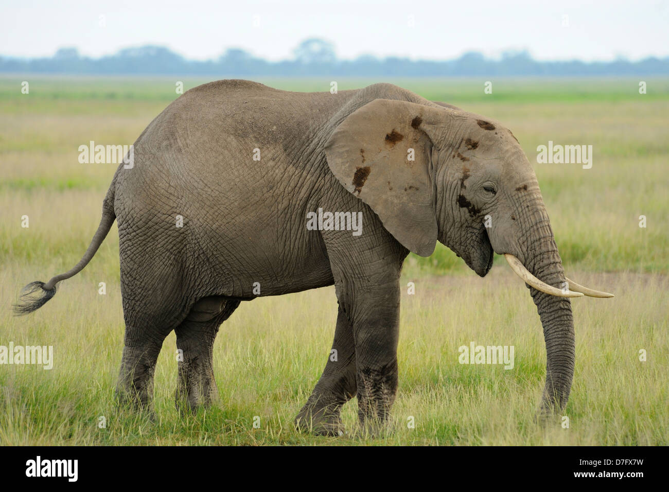 Lone elephant in Amboseli National Park, Kenya, East Africa Stock Photo ...