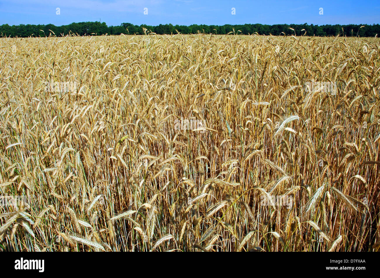 corn field, rye field Stock Photo - Alamy