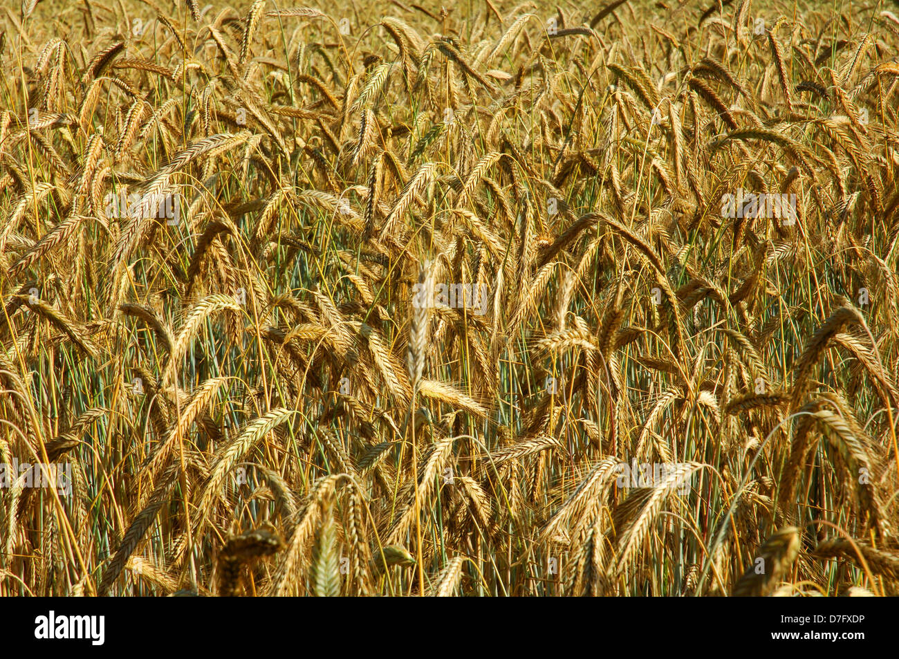 corn field, rye field Stock Photo - Alamy