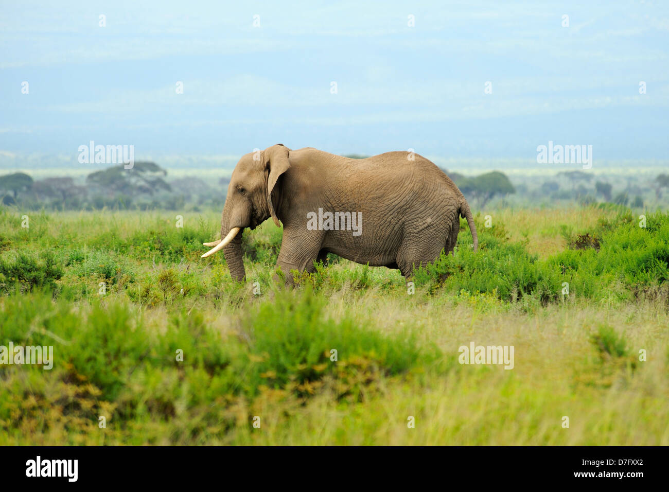 Lone elephant in Amboseli National Park, Kenya, East Africa Stock Photo ...