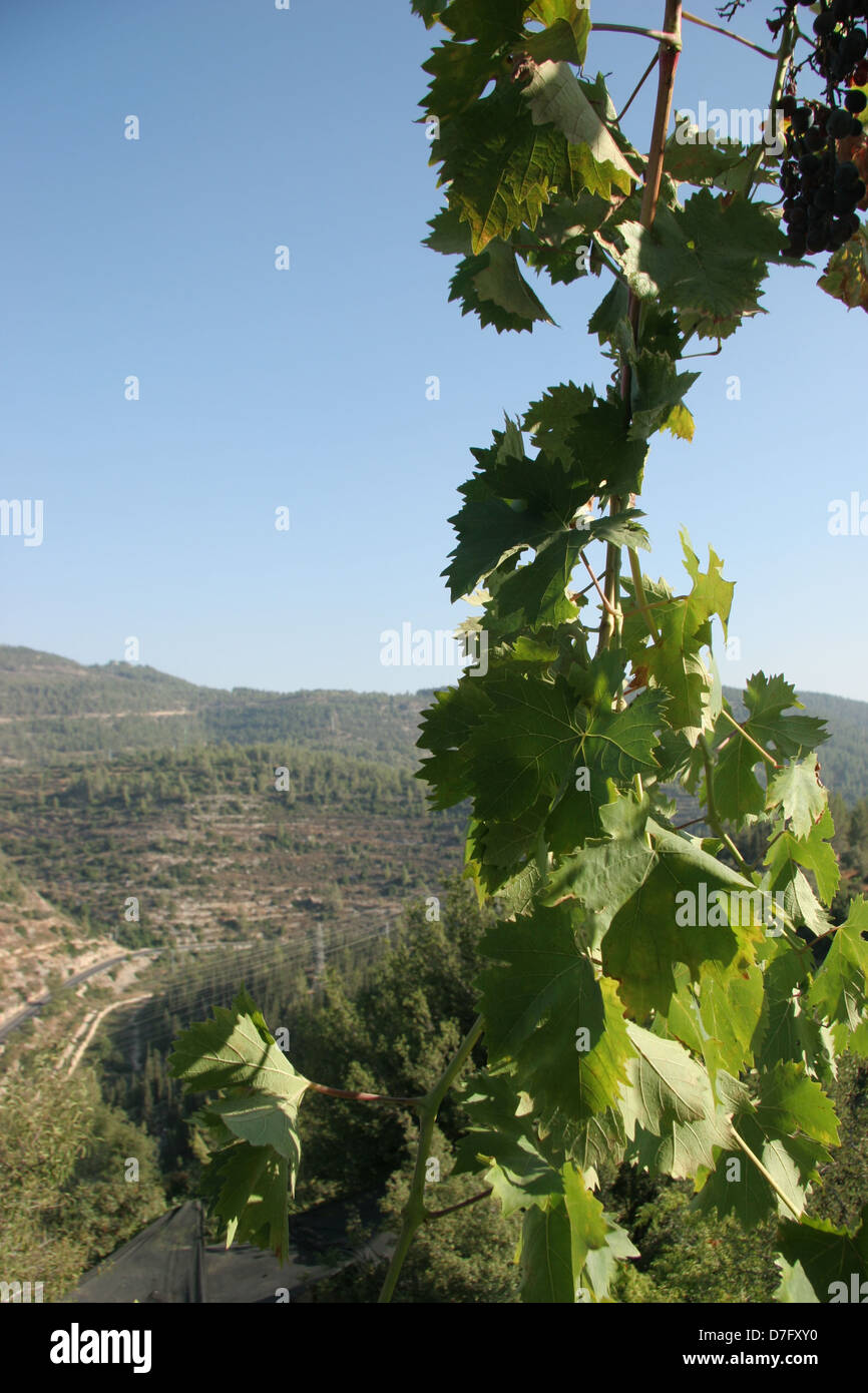 Sataf hi-res stock photography and images - Alamy