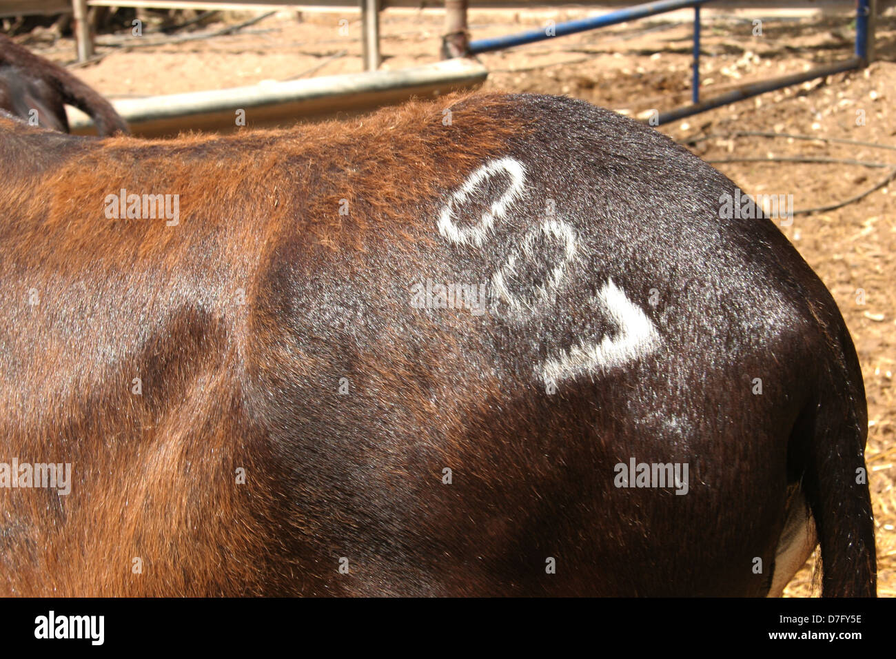 donkey with a 007 label marked on his back Stock Photo - Alamy
