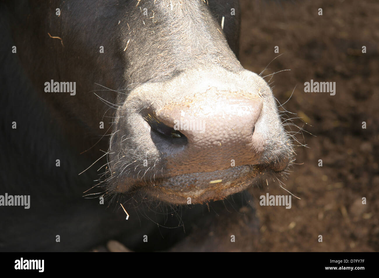 Buffalo cow dairy hi-res stock photography and images - Alamy