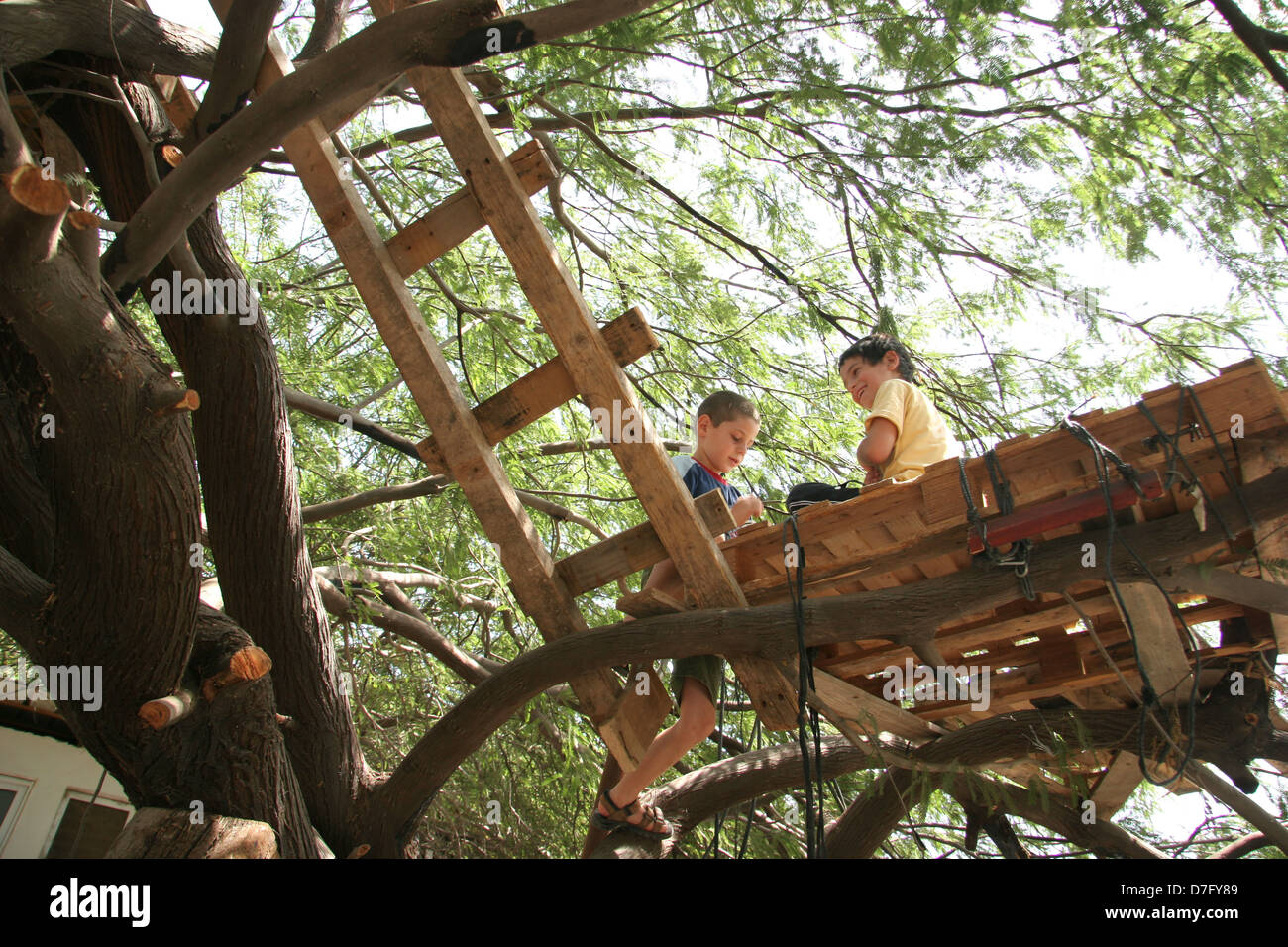 children playing at a hideout atop a tree Stock Photo - Alamy