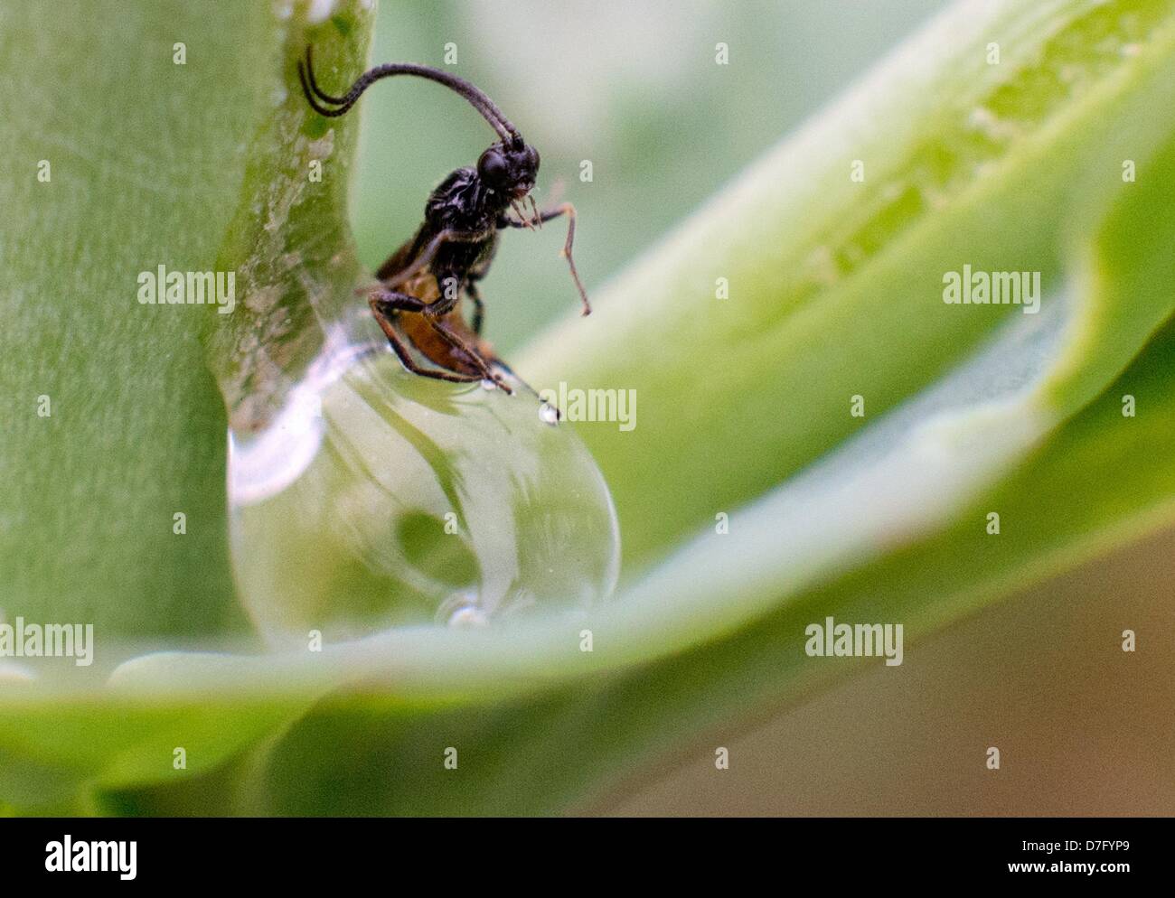 An insect sits on a raindrop on a plant in Hanover, Germany, 07 May ...