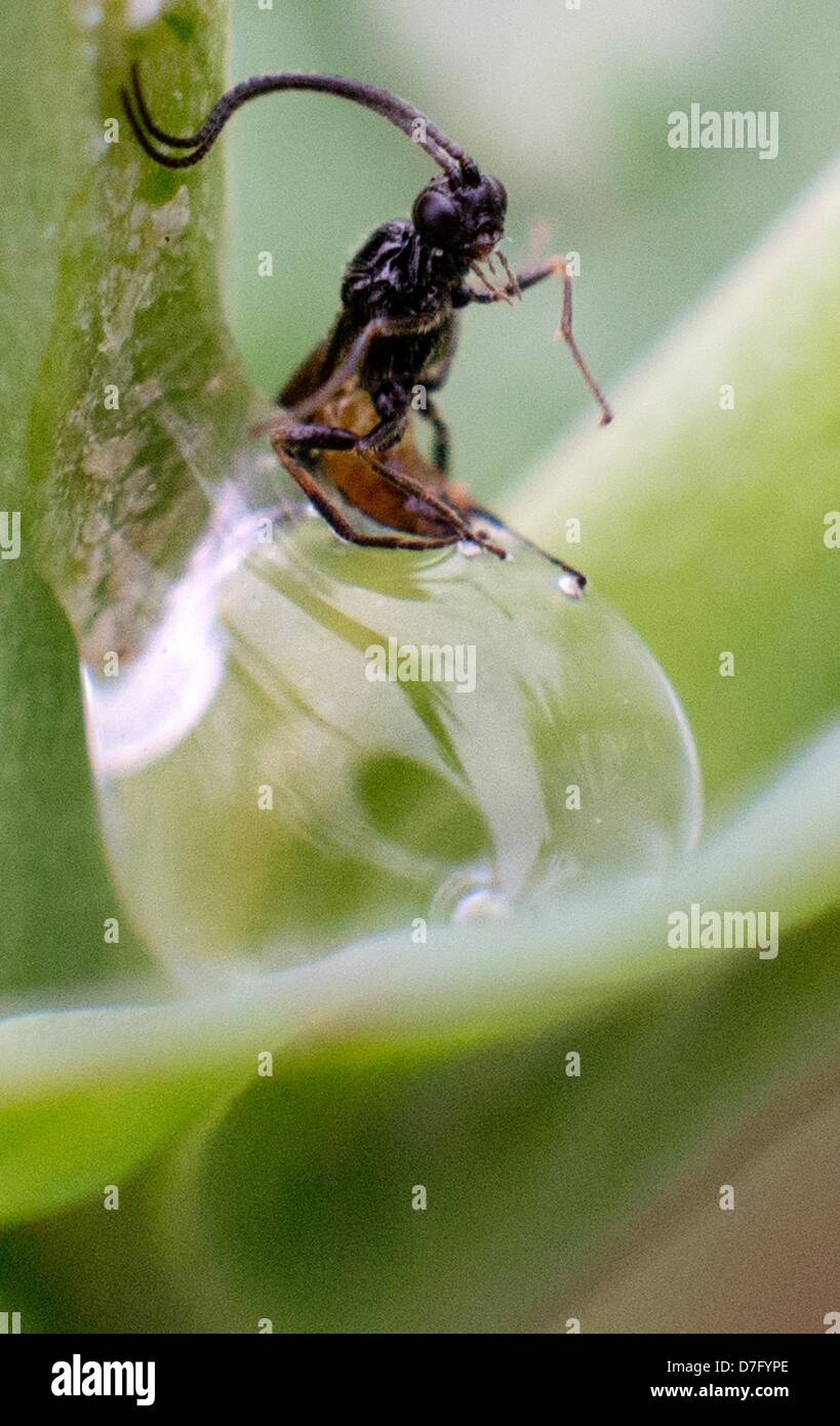 Surface tension of the water hi-res stock photography and images - Alamy