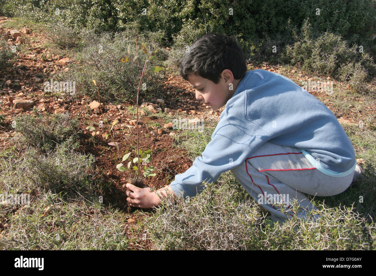 child planting a tree on tu bishvat Stock Photo - Alamy