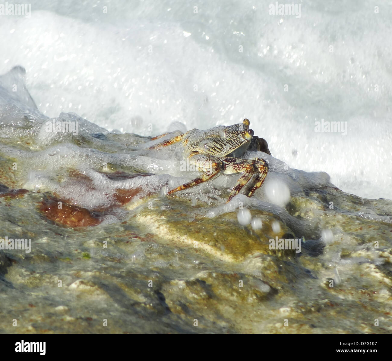 crab on rock formation surrounded by lots of spume, seen on a caribbean ...
