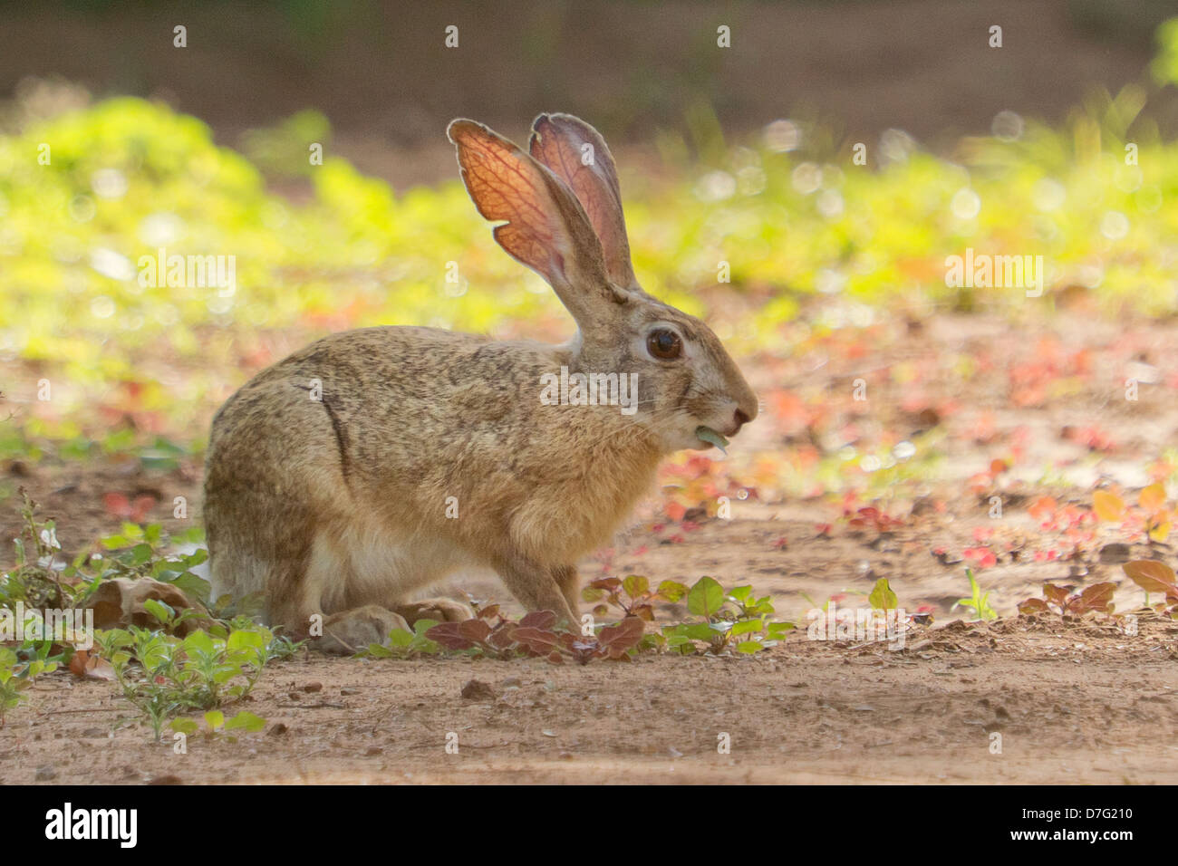 Indian hare (Lepus nigricollis Stock Photo - Alamy