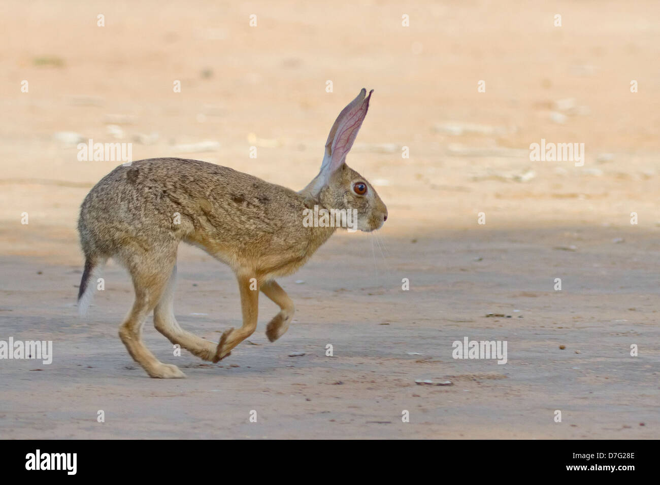 Indian hare (Lepus nigricollis Stock Photo - Alamy