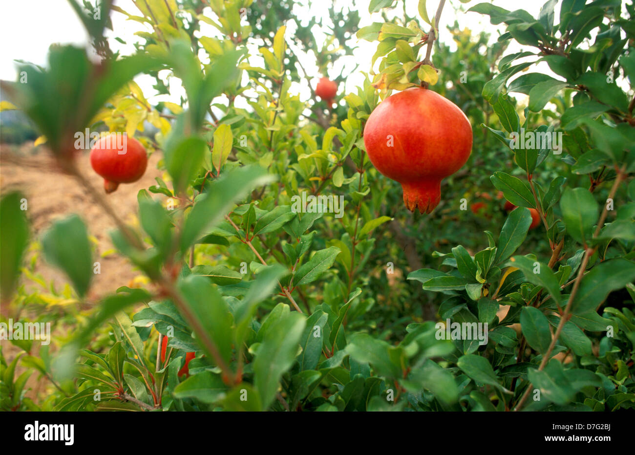 Organic pomegranate tree in Klil, Western Galilee Stock Photo - Alamy