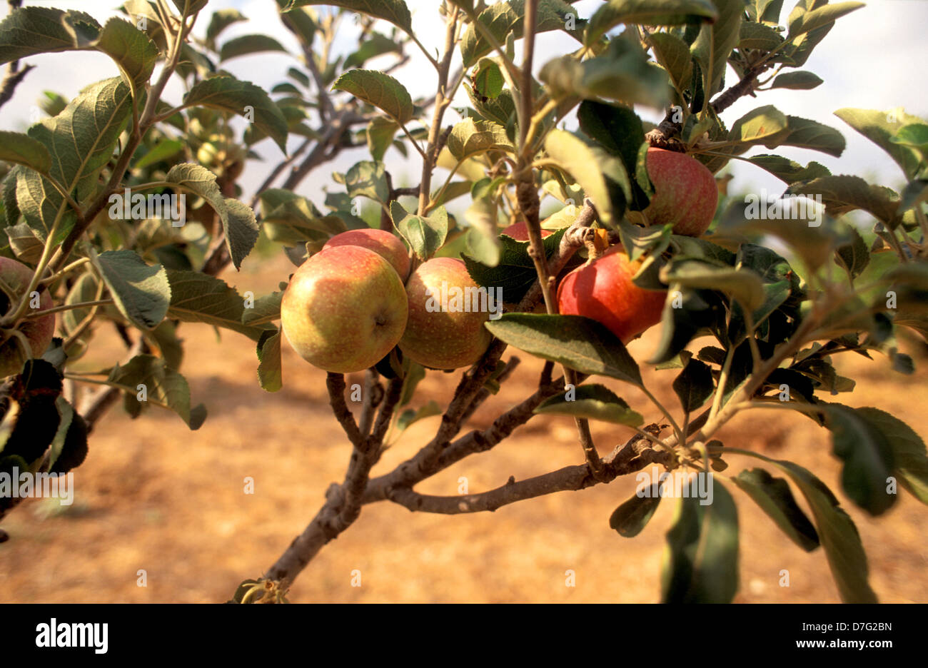 Organic apple tree in klil hi-res stock photography and images - Alamy