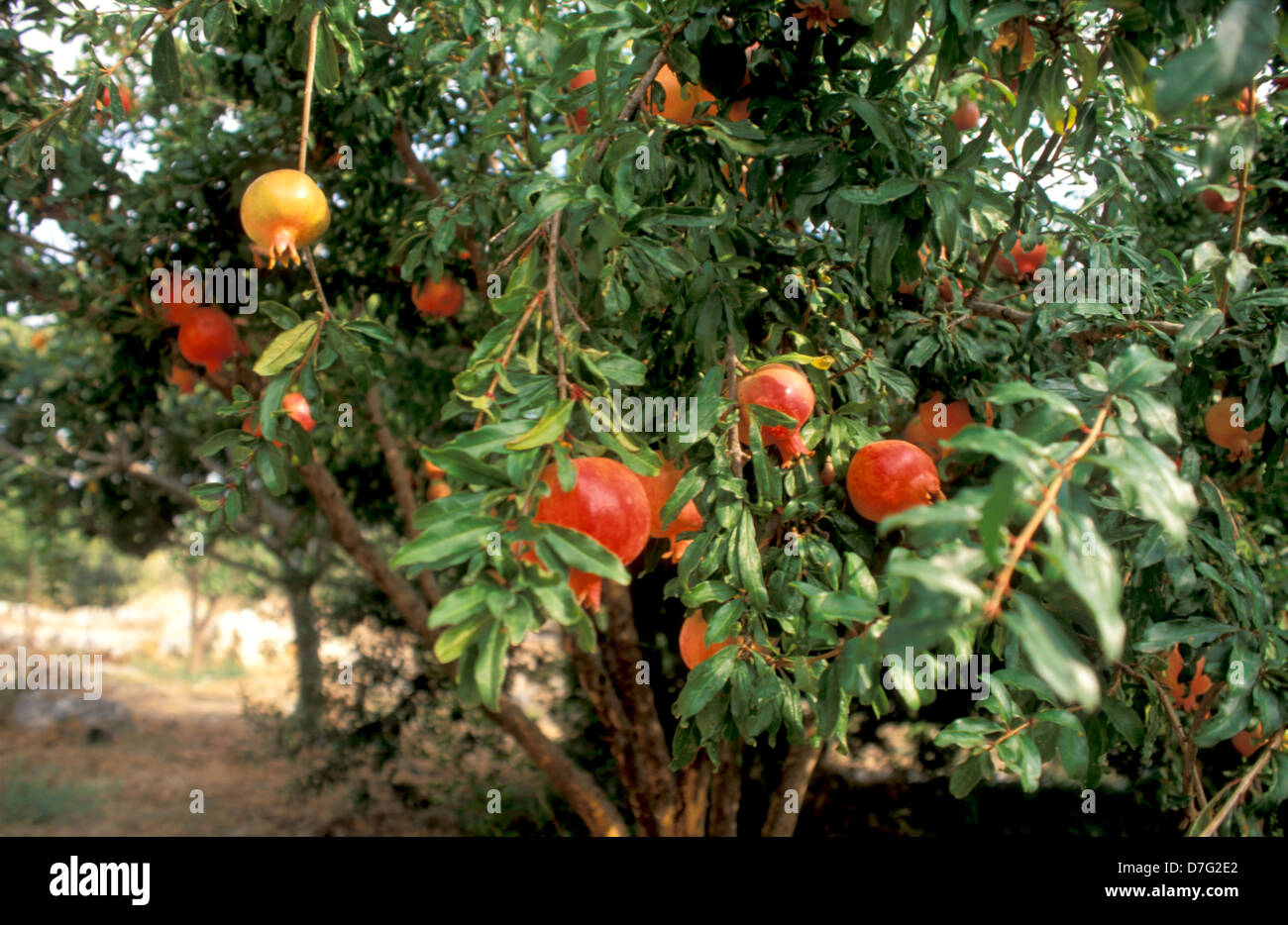 pomegranate tree in clil, western galilee Stock Photo - Alamy