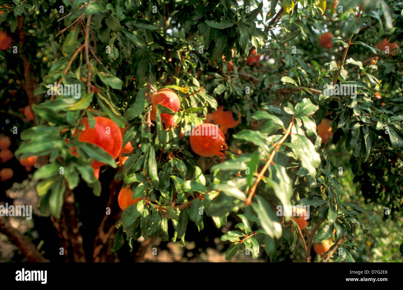 pomegranate tree in clil, western galilee Stock Photo - Alamy