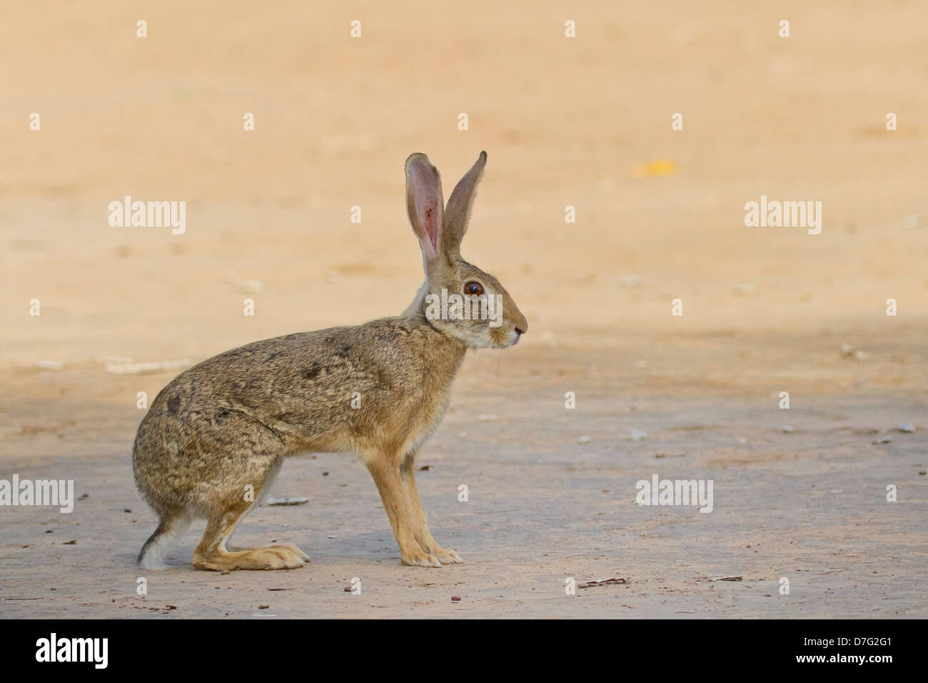 Indian hare (Lepus nigricollis Stock Photo - Alamy