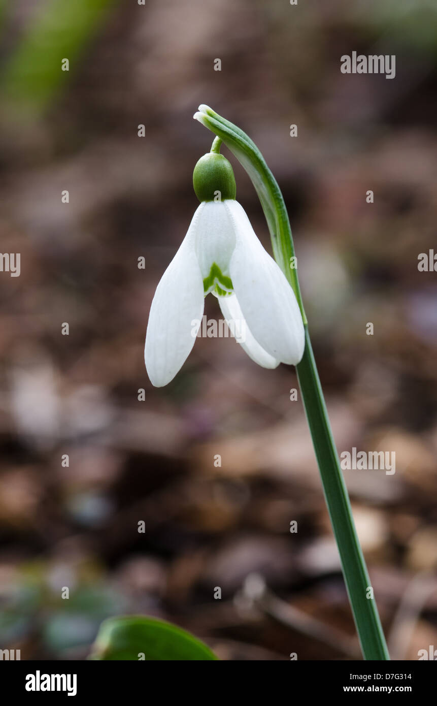 A single snowdrop bloom Stock Photo - Alamy
