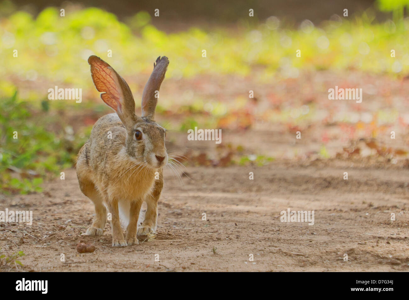 Indian hare (Lepus nigricollis Stock Photo - Alamy