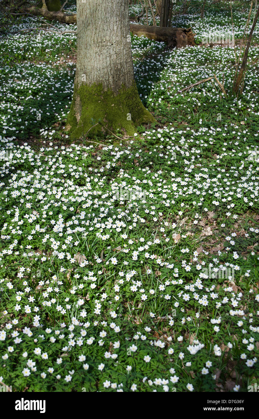 Anemone trees hi-res stock photography and images - Alamy