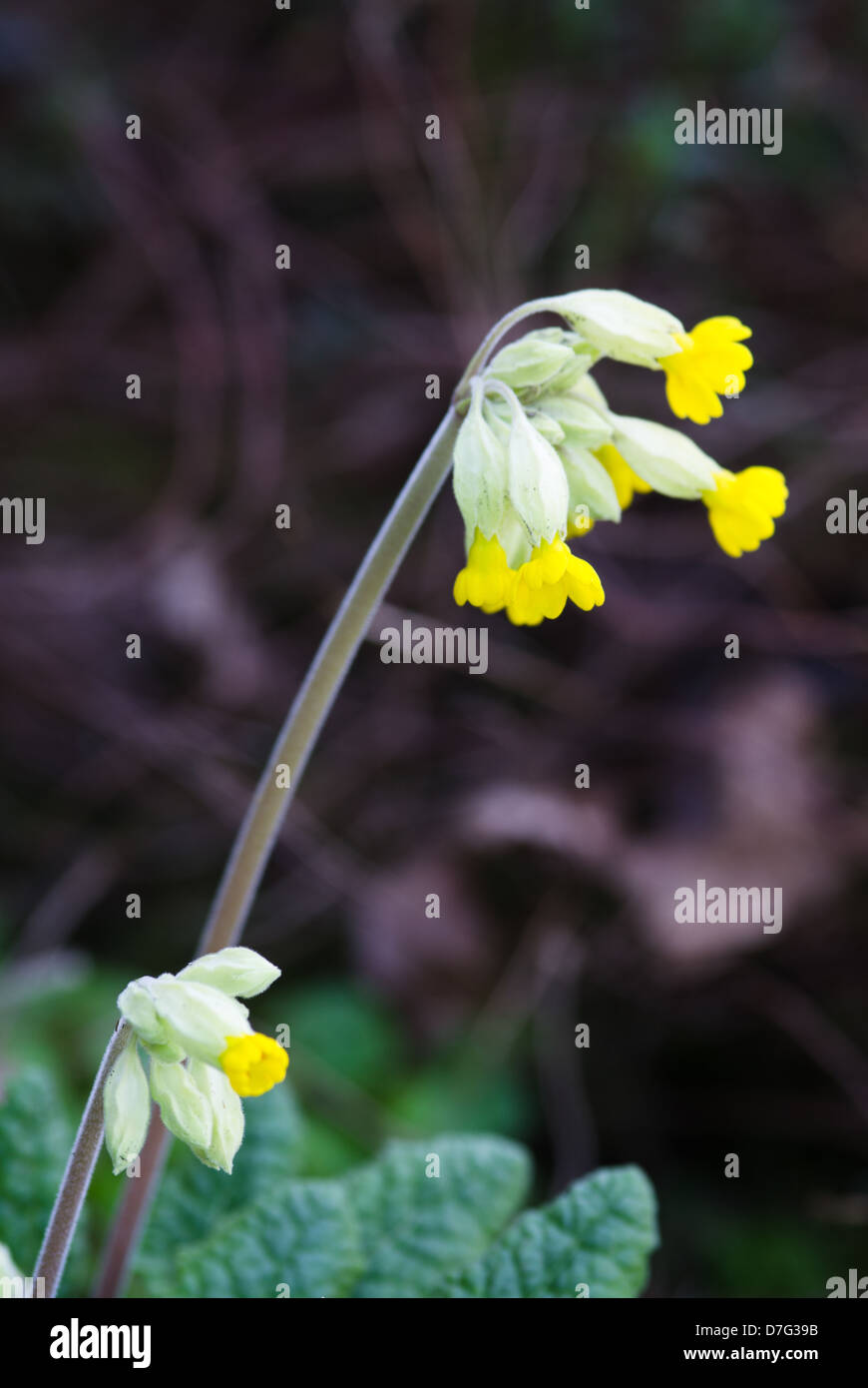 Cowslip, primula vulgaris Stock Photo - Alamy