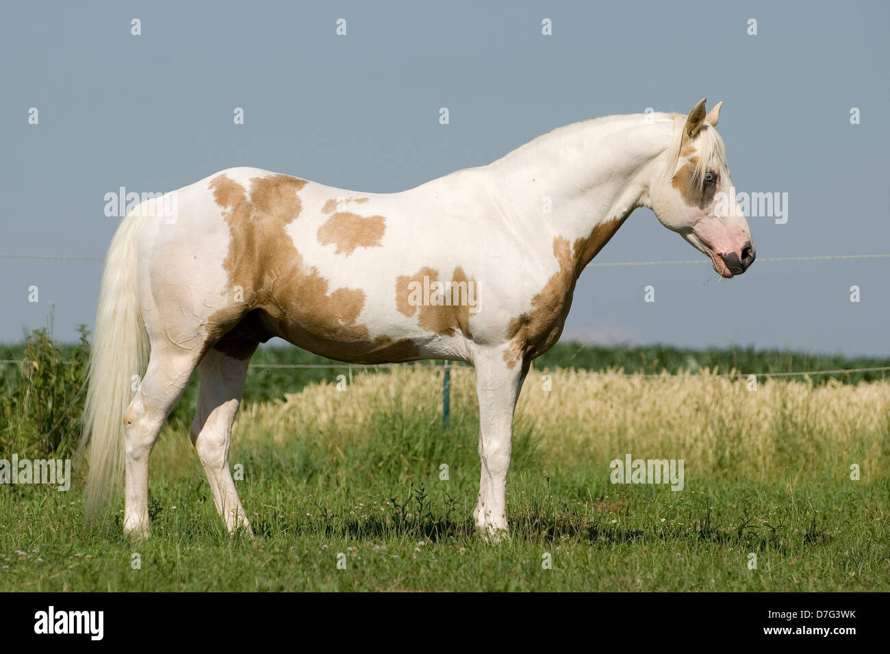 Palomino Paint Horse