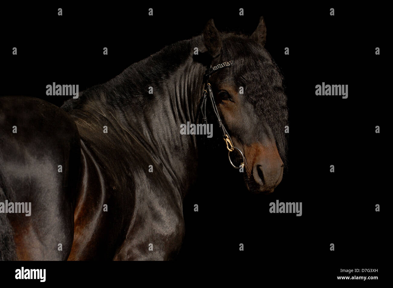 Fell Pony Portrait Stock Photo - Alamy