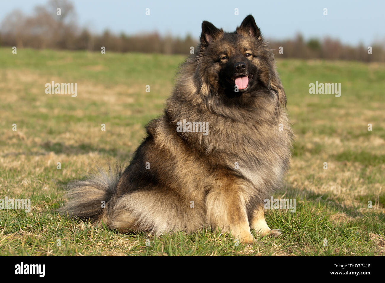 Keeshonds hi-res stock photography and images - Alamy