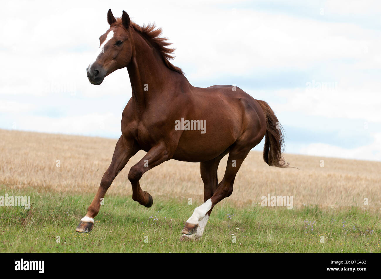Galloping hessian hi-res stock photography and images - Alamy