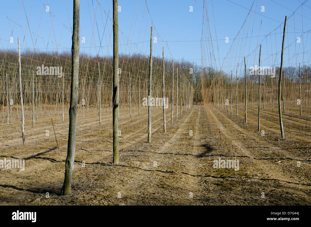 Hop stringing hi-res stock photography and images - Alamy