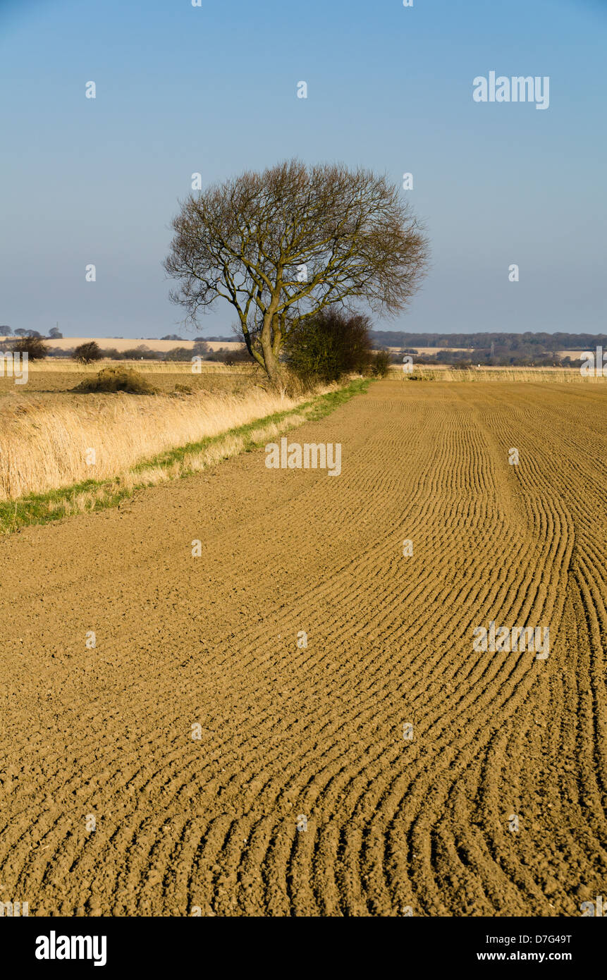 Field lone tree hi-res stock photography and images - Alamy