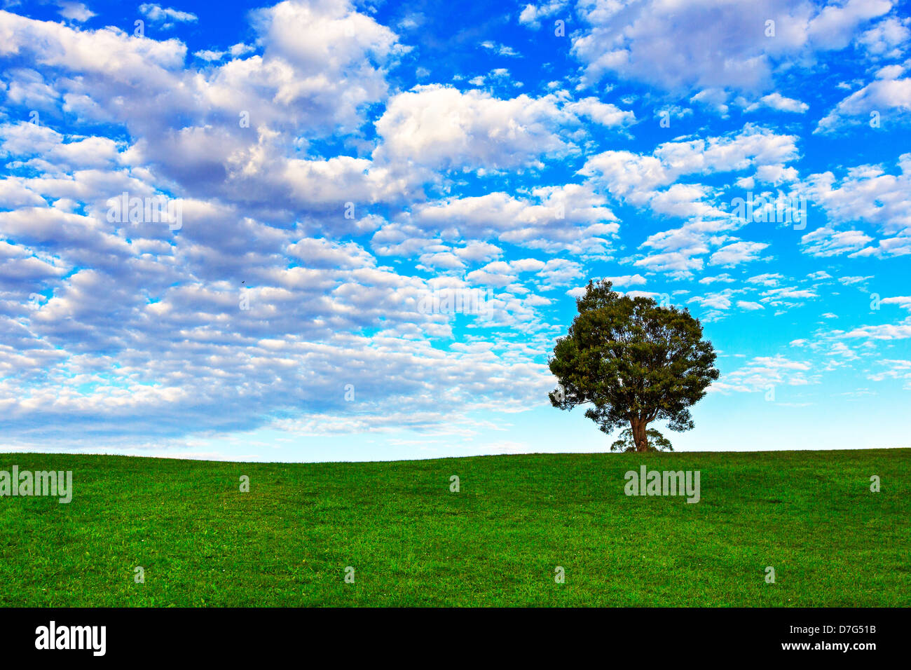 Tree under clouds hi-res stock photography and images - Alamy