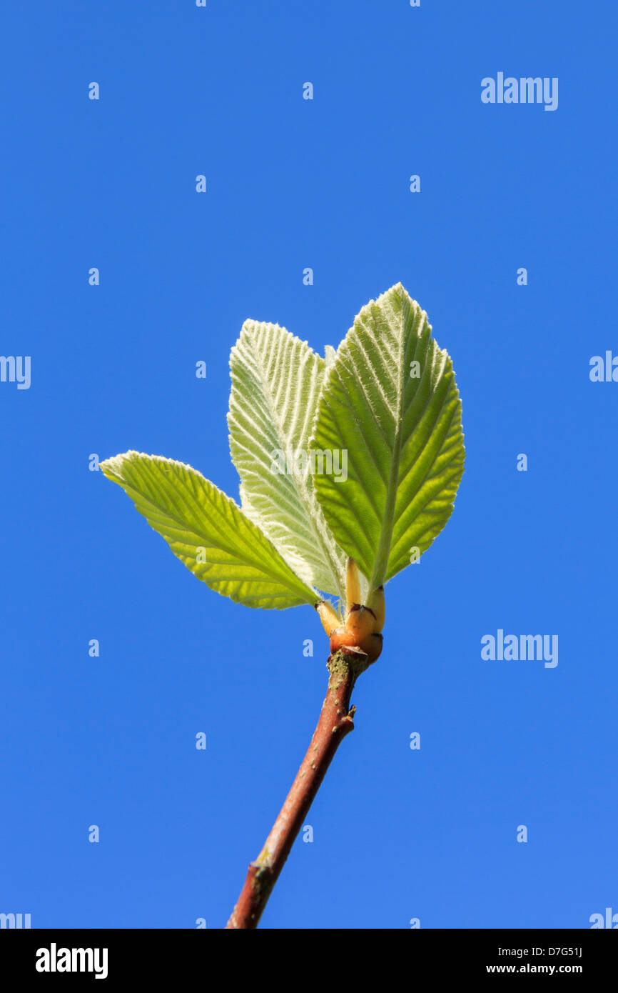 New growth green leaves hi-res stock photography and images - Alamy