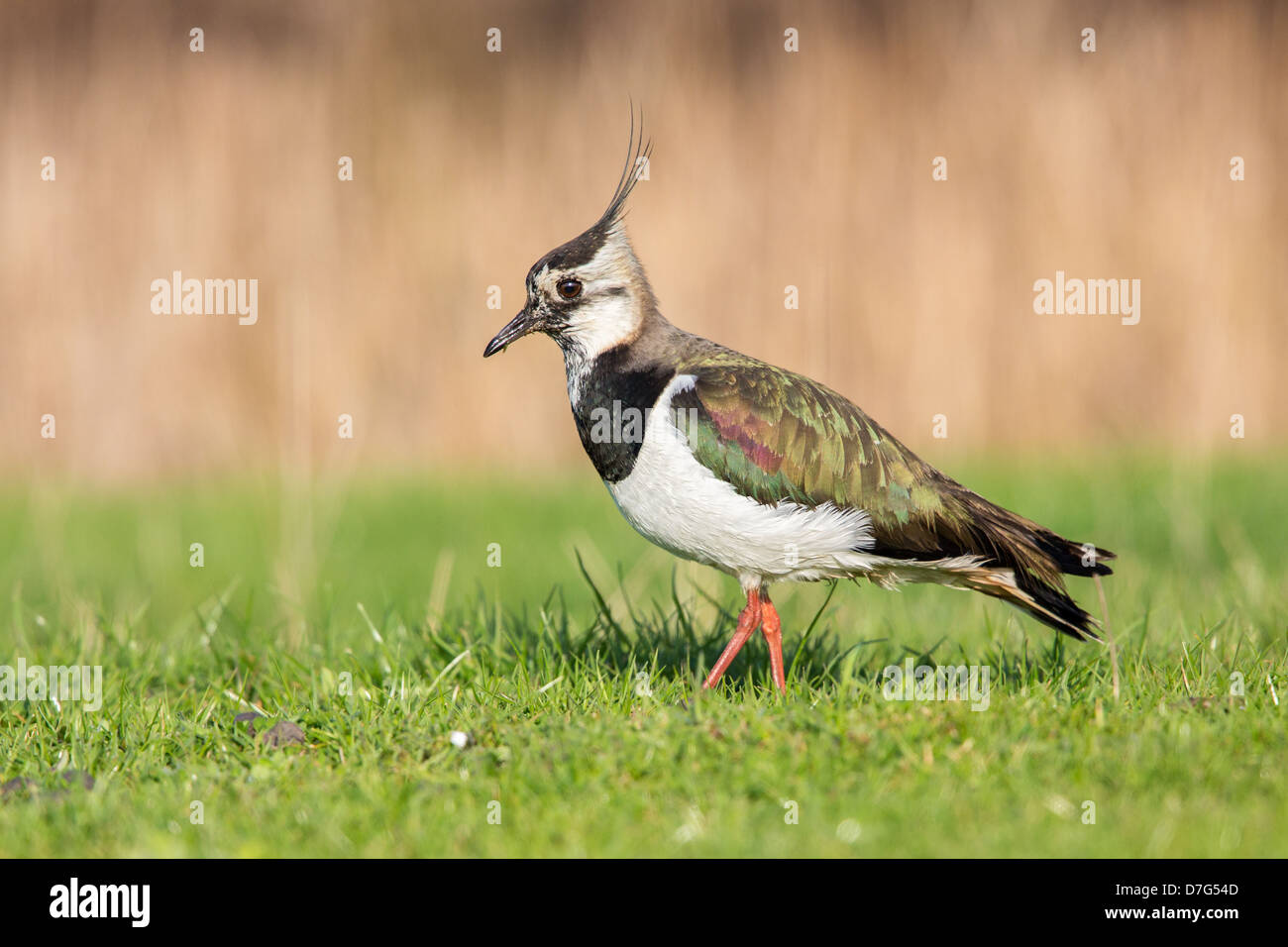 Lapwing england hi-res stock photography and images - Alamy