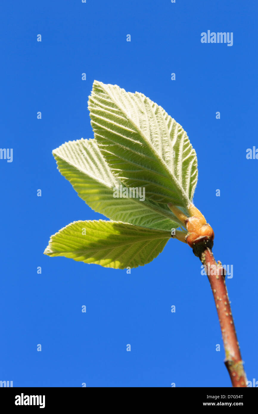 New shoots and nature hi-res stock photography and images - Alamy