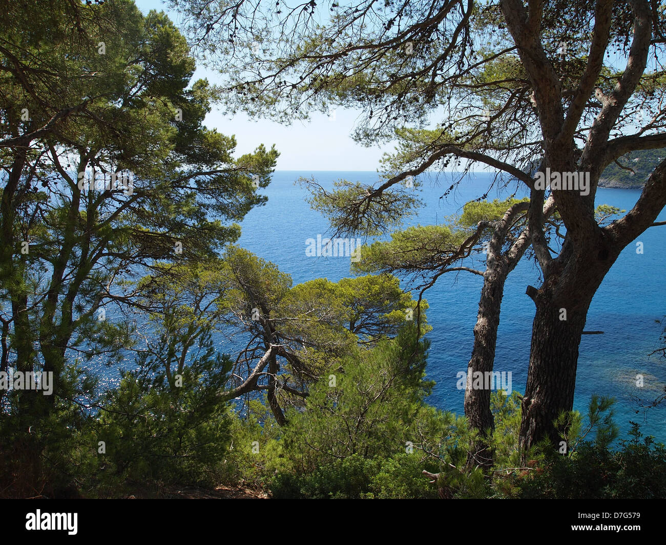 Mighty pine trees and the sea on Majorca island Stock Photo - Alamy