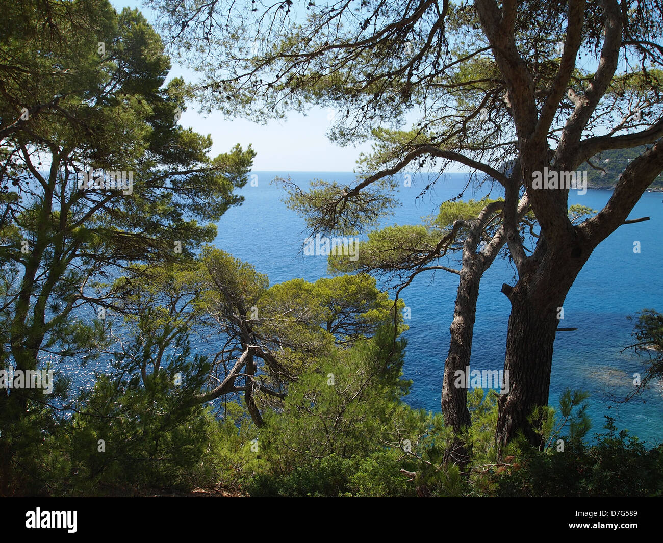 Pine trees and the sea Stock Photo - Alamy