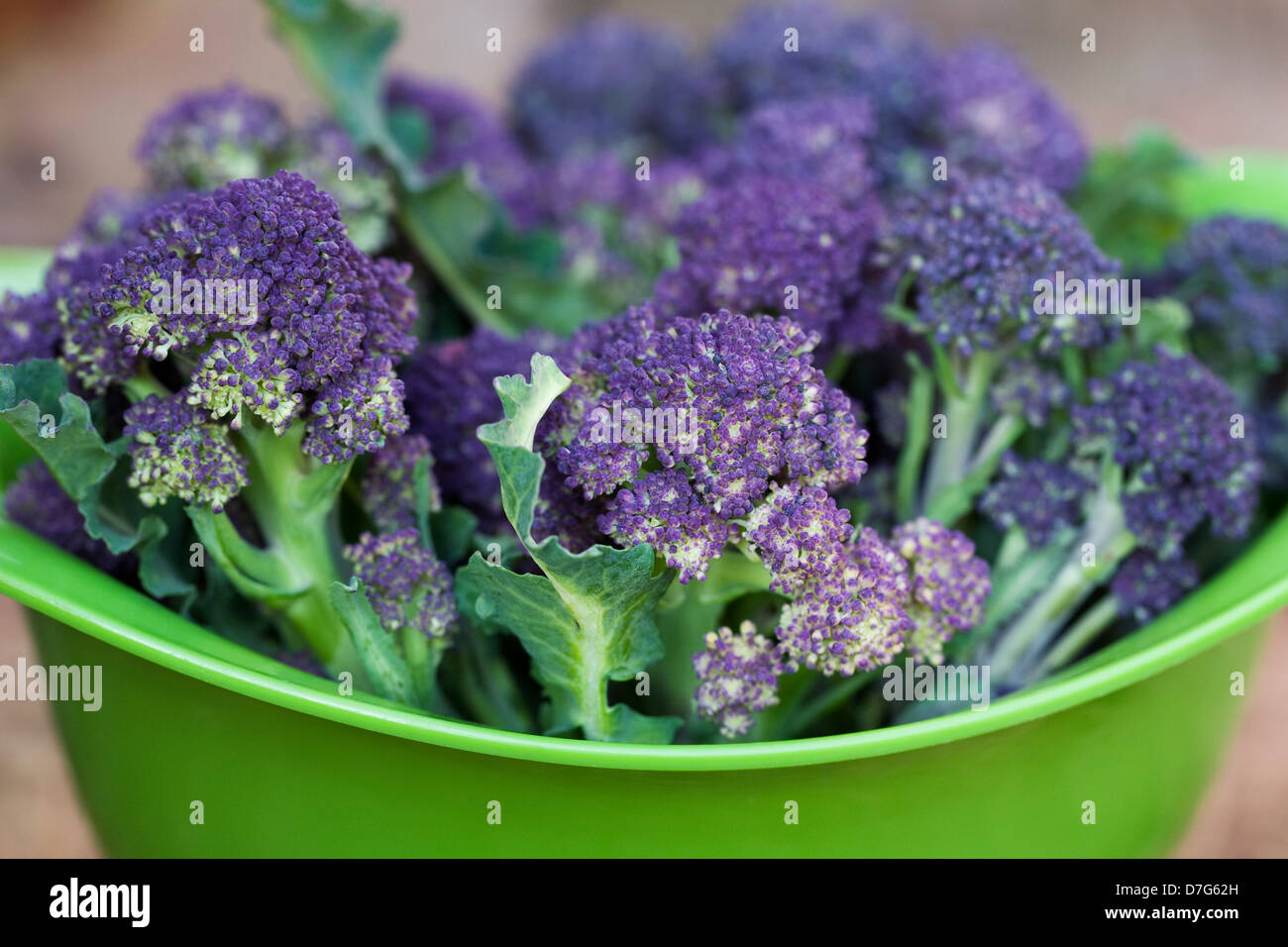 Purple Sprouting Broccoli Stock Photos & Purple Sprouting Broccoli ...