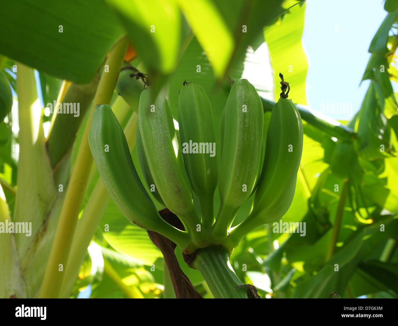 Bananas are hanging on a tree Stock Photo - Alamy