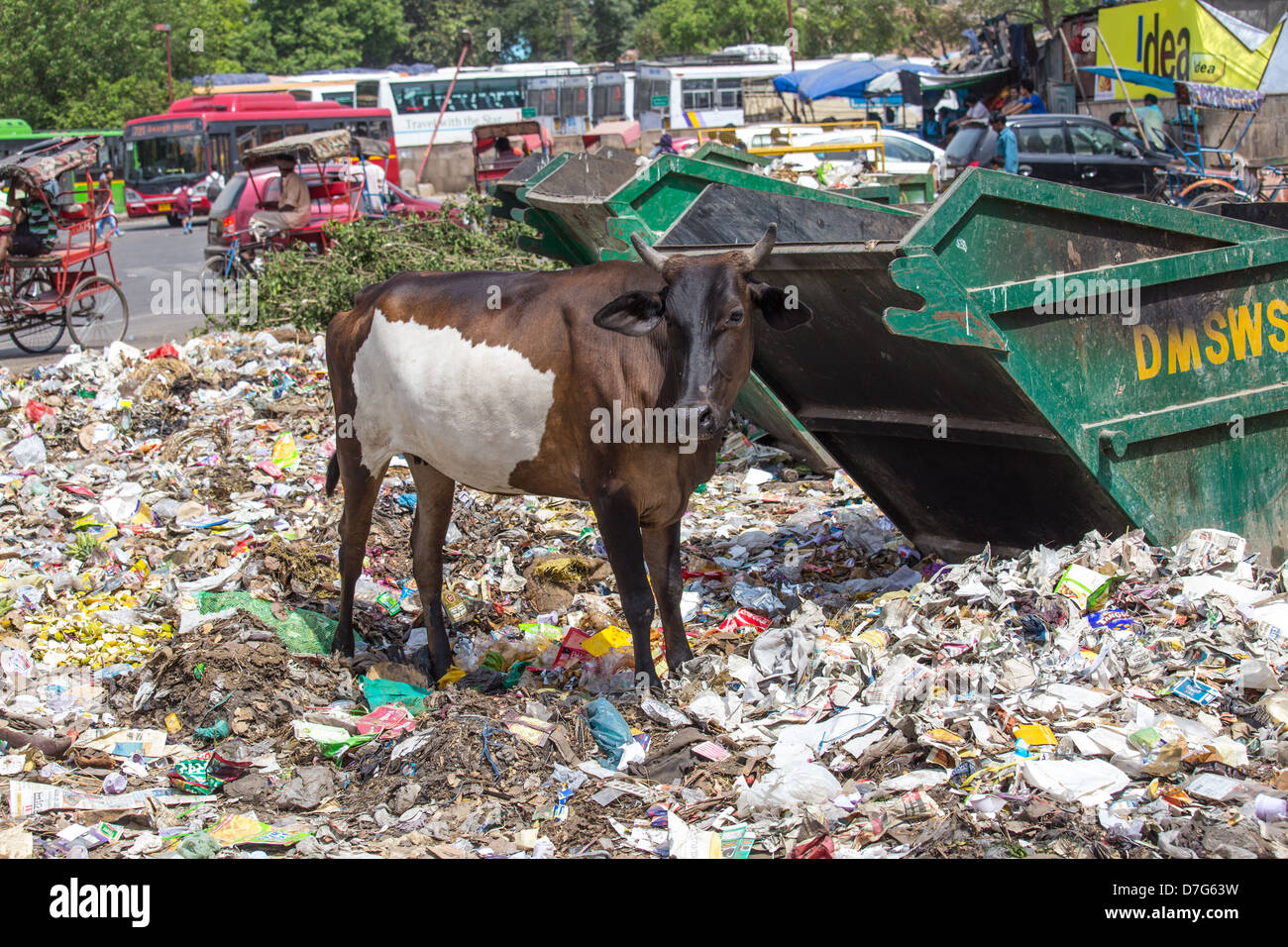 Cow eating garbage in Delhi, India Stock Photo - Alamy