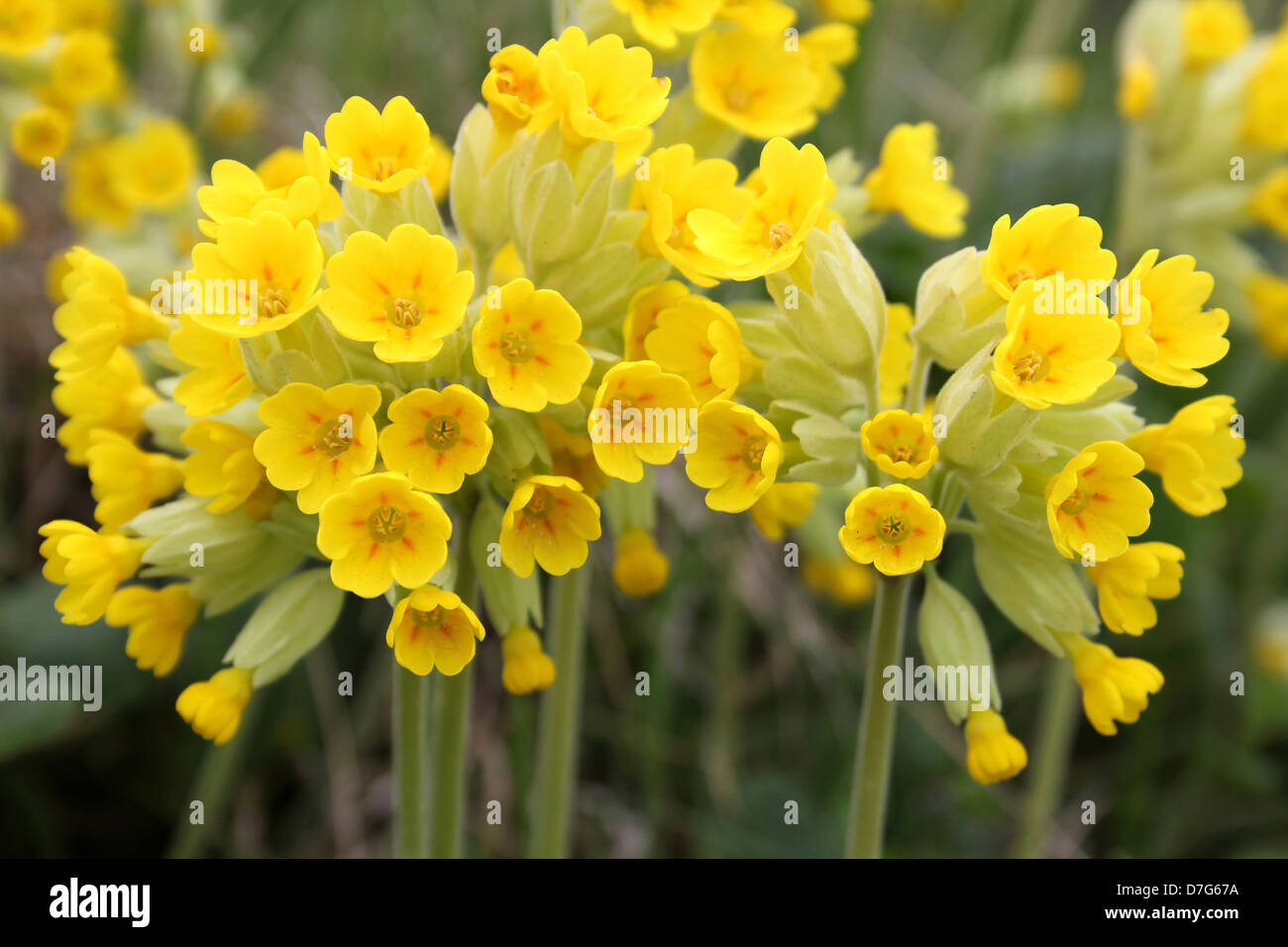 Cowslip Primula veris Stock Photo - Alamy