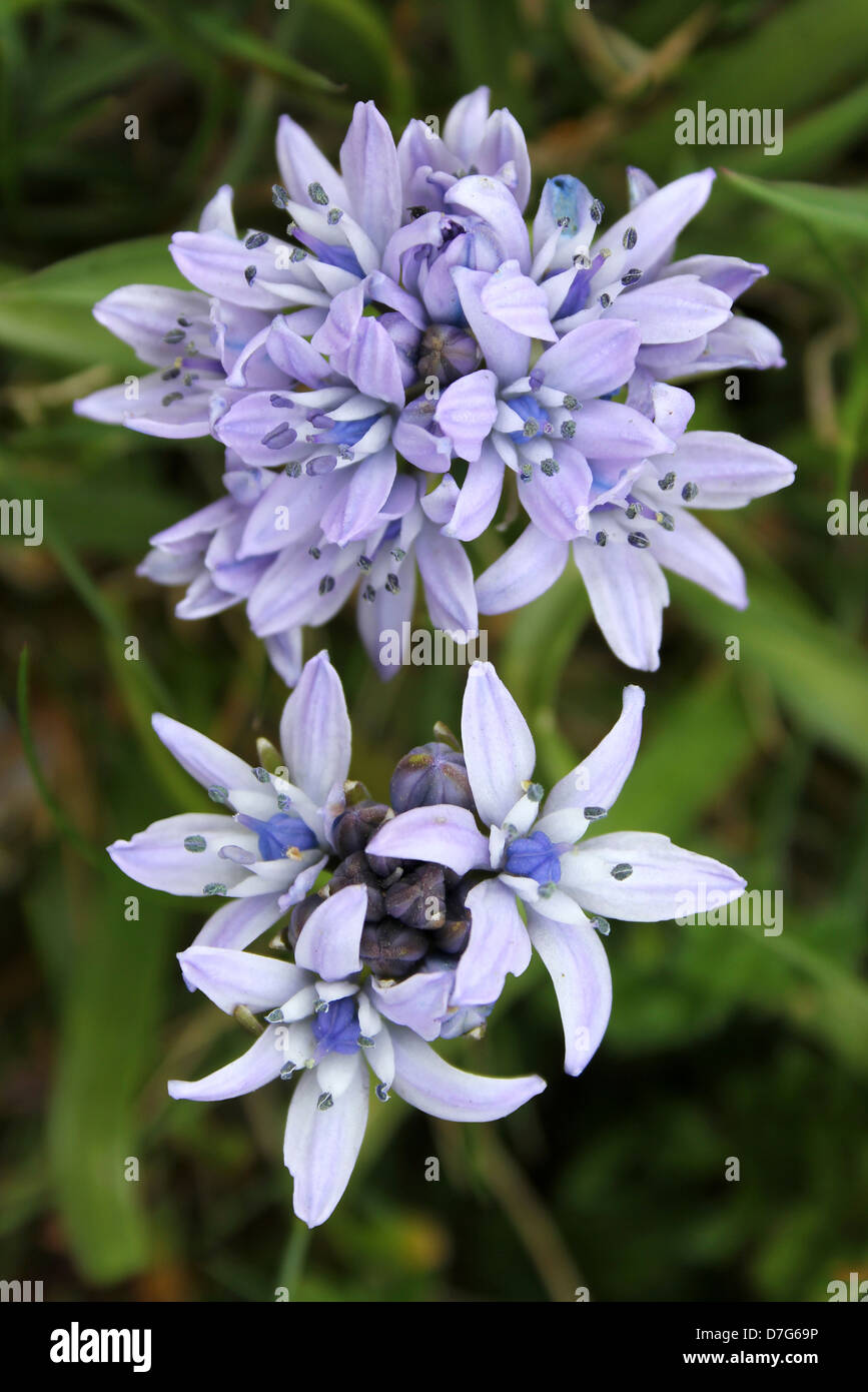 Spring squill hi-res stock photography and images - Alamy